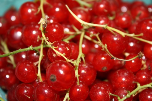 Fruit of the Day: Currants