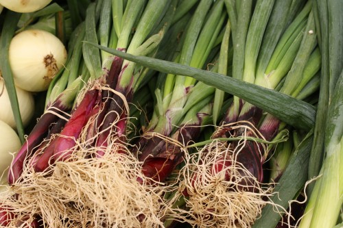 Veggie of the Day: Scallions